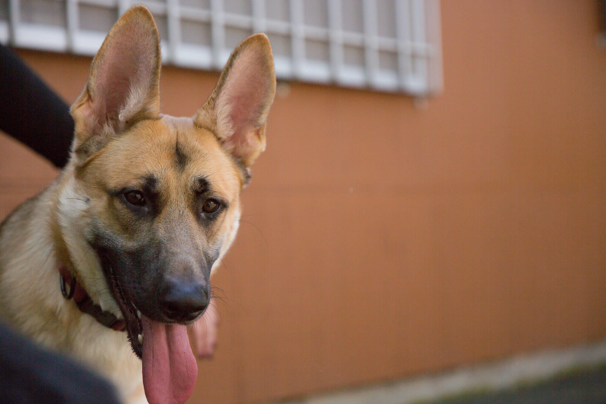 Portland Vet Wellness Center | 503-761-2330